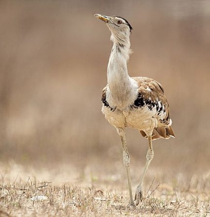 Australian Bustard | The Animal Facts | Appearance, Diet, Habitat