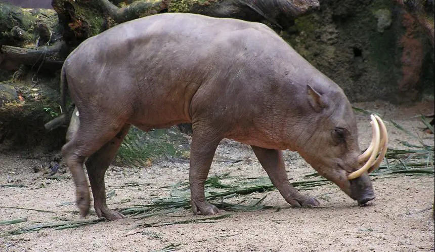 Babirusa | The Animal Facts | Appearance, Diet, Habitat, Behavior