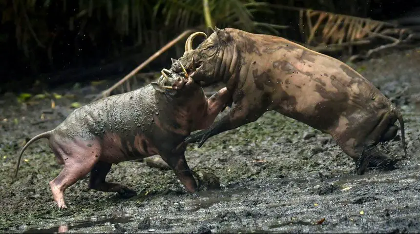 Babirusa | The Animal Facts | Appearance, Diet, Habitat, Behavior