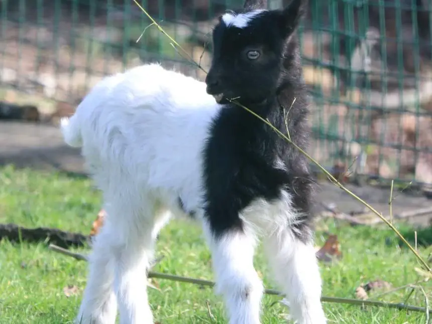 Common Pigeon - The Animal Facts - Appearance, Diet, Habitat, Lifespan