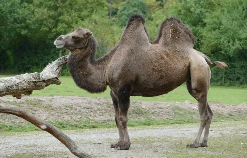 Bactrian Camel - The Animal Facts - Appearance, Diet, Habitat, Behavior