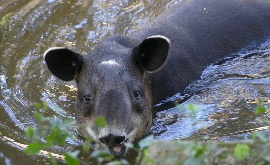 Baird’s Tapir | The Animal Facts | Appearance, Diet, Habitat, Behavior