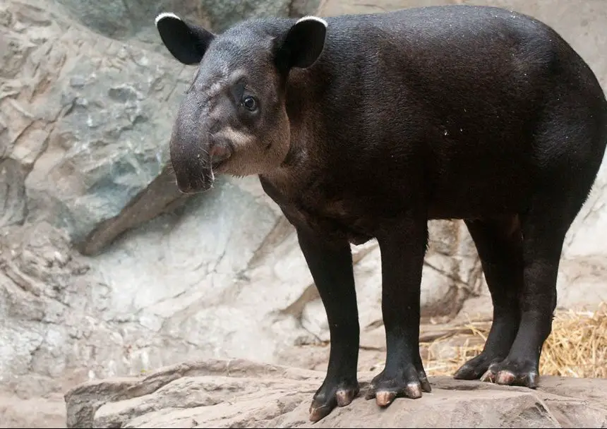 Baird’s Tapir | The Animal Facts | Appearance, Diet, Habitat, Behavior
