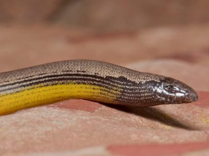 Burton’s Legless Lizard | The Animal Facts | Appearance, Diet, Habitat