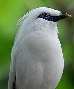 Bali Myna | The Animal Facts