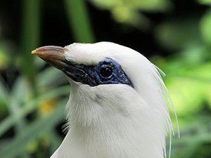Bali Myna | The Animal Facts