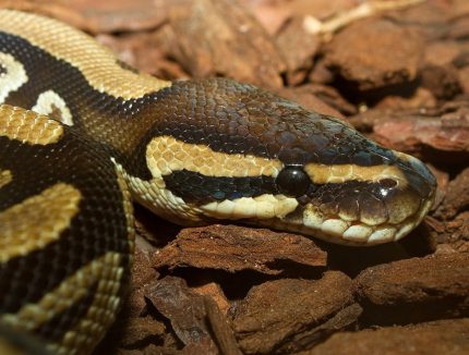 African Rock Python | The Animal Facts