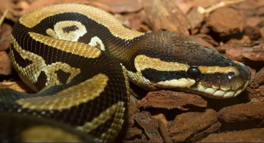 Royal (Ball) Python | The Animal Facts | Appearance, Diet, Habitat