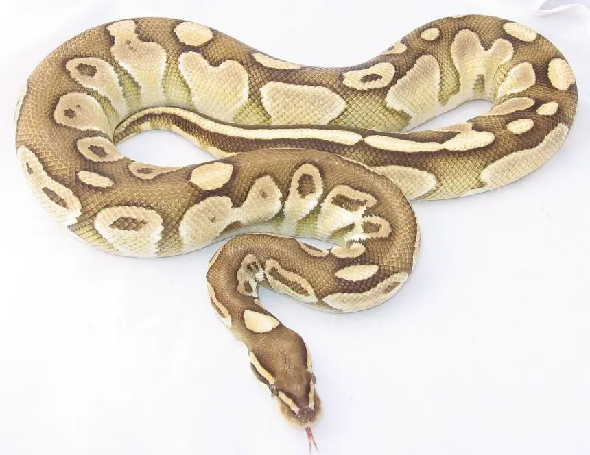 Royal (Ball) Python | The Animal Facts | Appearance, Diet, Habitat