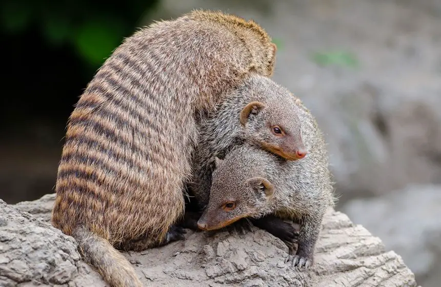 Banded Mongoose | The Animal Facts | Appearance, Diet, Habitat, Range