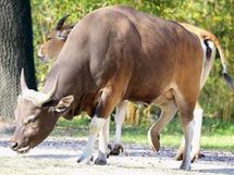 Banteng | The Animal Facts