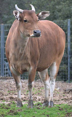 Banteng | The Animal Facts