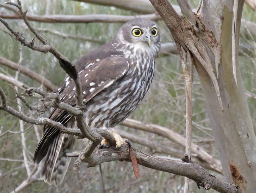 Boobook Owl | The Animal Facts | Appearance, Diet, Habitat, Behavior