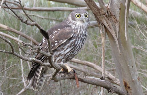 Barking Owl | The Animal Facts | Appearance, Habiatat, Diet, Behavior