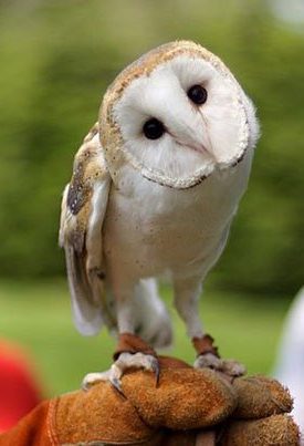 Barn Owl | The Animal Facts