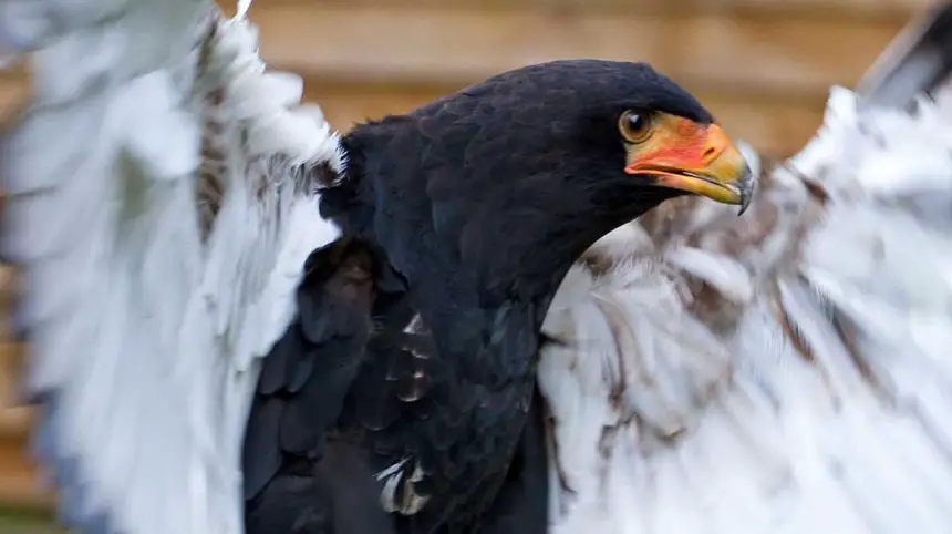 Bateleur Eagle | The Animal Facts | Appearance, Diet, Habitat, Behavior