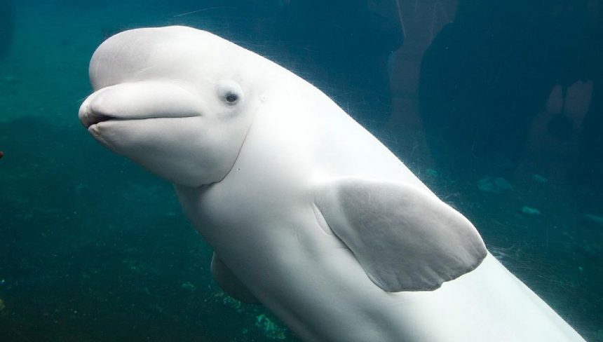 Beluga | The Animal Facts | Appearance, Diet, Habitat, Behavior, Lifespan