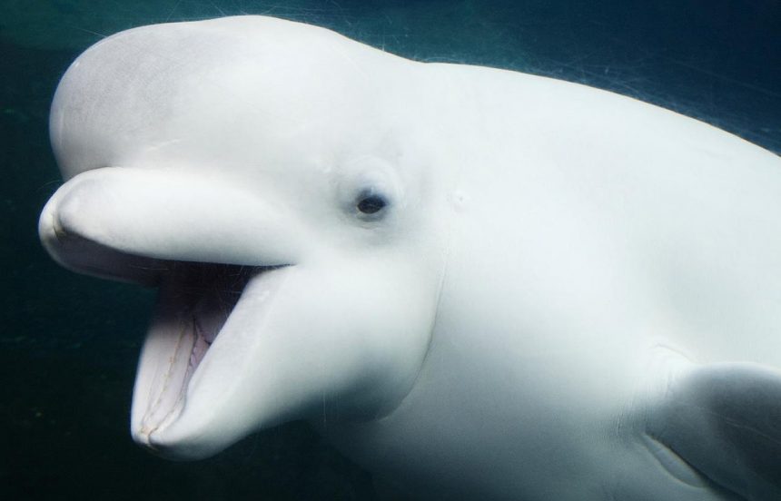 Beluga | The Animal Facts | Appearance, Diet, Habitat, Behavior, Lifespan
