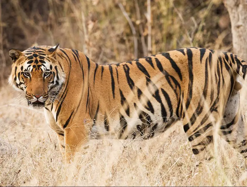 Tiger | The Animal Facts | Appearance, Diet, Habitat, Lifespan, Behavior