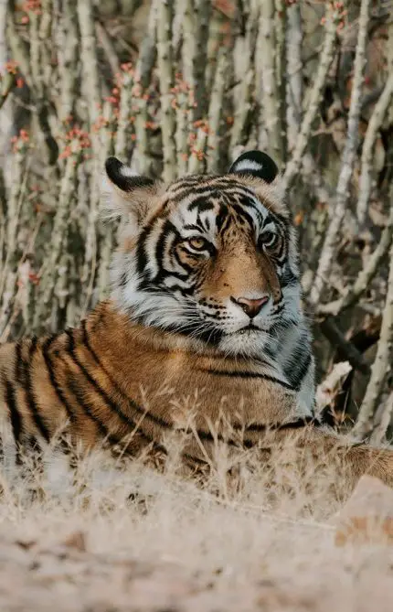 Bengal Tiger | The Animal Facts | Appearance, Diet, Habitat, Range