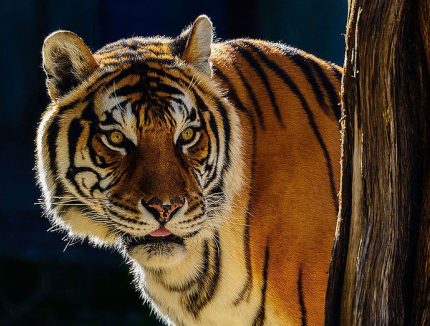 Bengal Tiger | The Animal Facts | Appearance, Diet, Habitat, Range