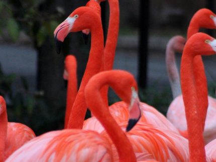 James's Flamingo | The Animal Facts | Appearance, Diet, Habitat, Lifespan