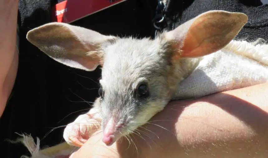 Greater Bilby Population in AWC Safe Havens Doubles