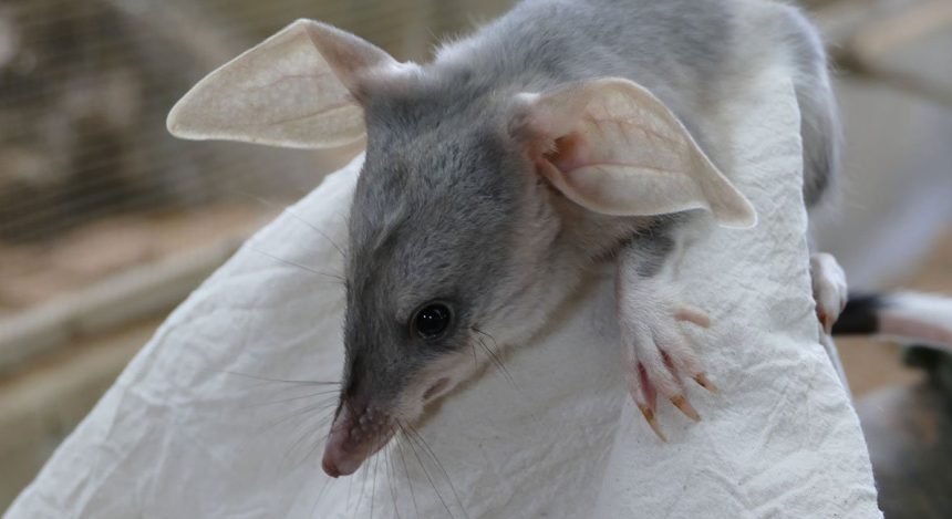 Easter Bilby Babies Born at Monarto Safari Park | The Animal Facts
