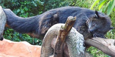 Binturong | The Animal Facts