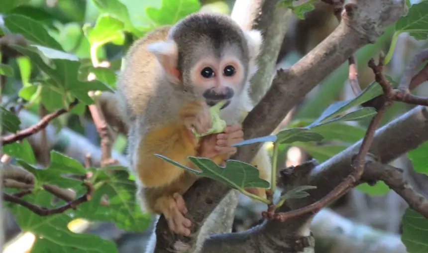 Squirrel Monkey Troop Ready for Mother’s Day at Taronga Zoo