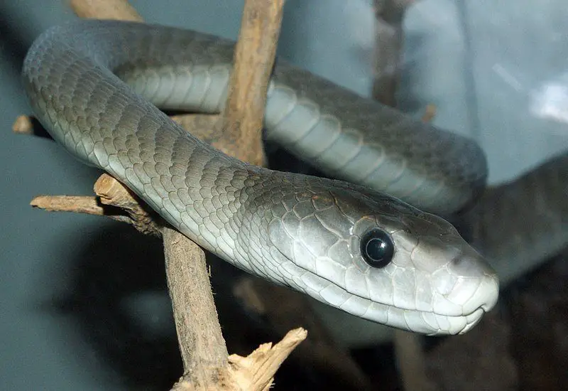Black Mamba | The Animal Facts | Appearance, Breeding,Behaviour,More!