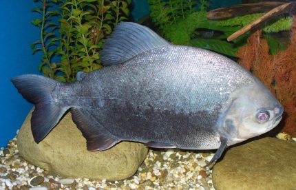 Black Pacu | The Animal Facts | Appearance, Diet, Habitat, Behavior