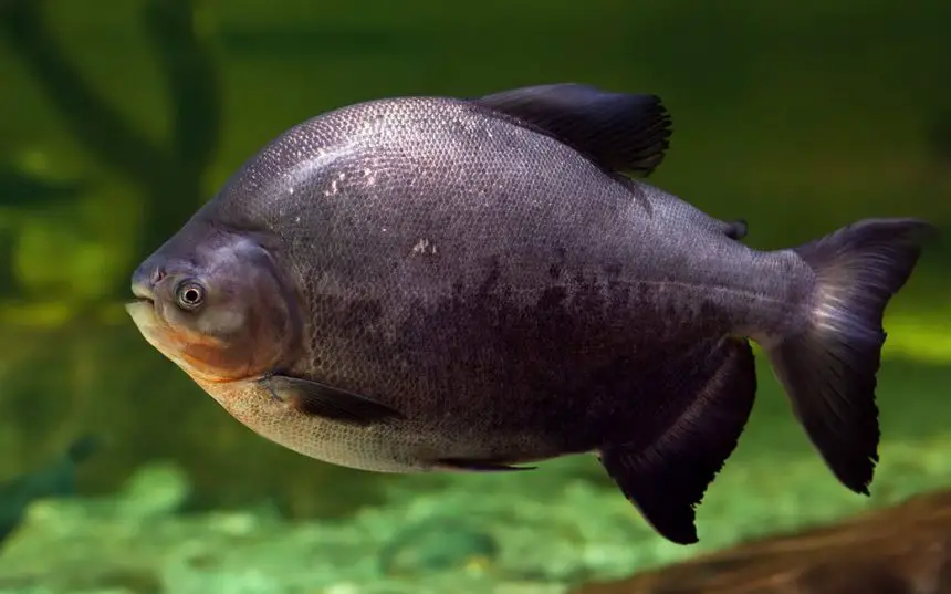 Black Pacu | The Animal Facts | Appearance, Diet, Habitat, Behavior