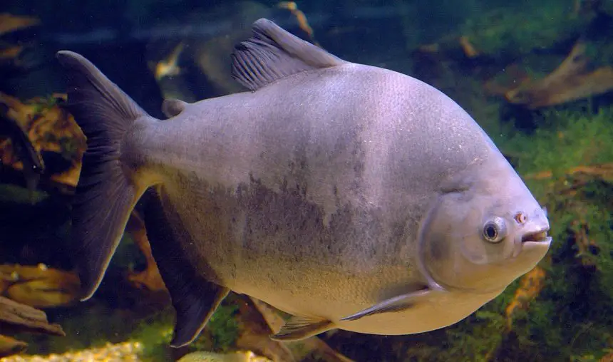 Black Pacu | The Animal Facts | Appearance, Diet, Habitat, Behavior