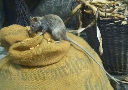 Black Rat | The Animal Facts | Appearance, Habitat, Diet, Behavior