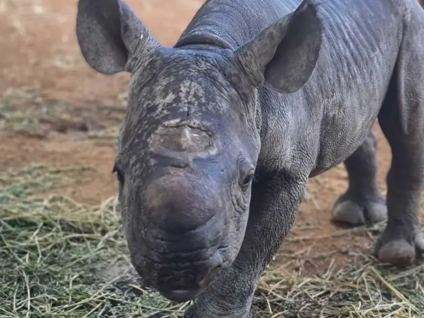 Black Rhino Calf Debuts at Taronga Western Plains Zoo | The Animal Facts