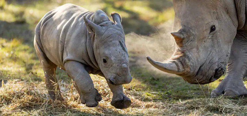 Black Rhino Calf Debuts at Taronga Western Plains Zoo | The Animal Facts