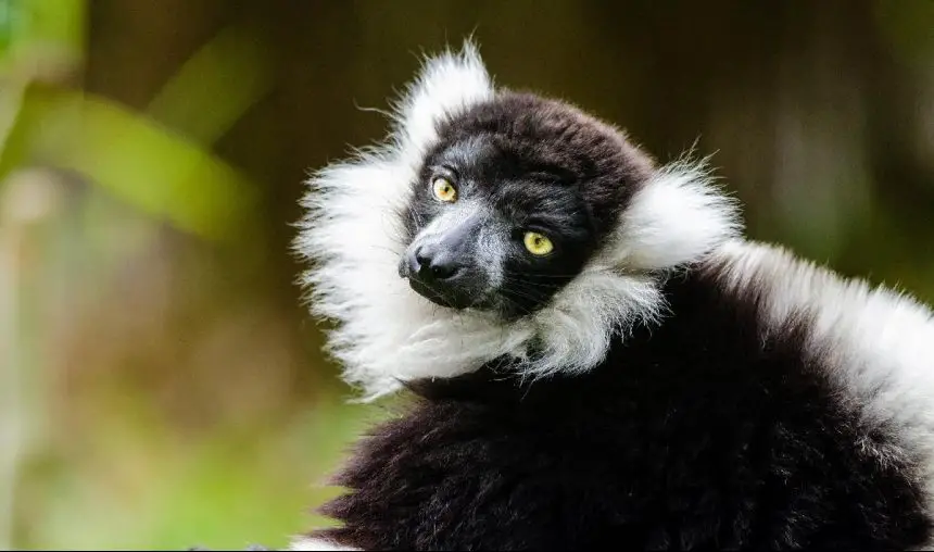 Black and White Ruffed Lemur | The Animal Facts | Appearance, Behavior