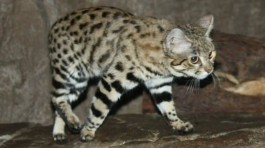 Black-Footed Cat | The Animal Facts | Appearance, Diet, Habitat, Behavior