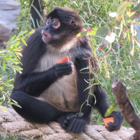 Black-Handed Spider Monkey - The Animal Facts - Appearance, Habitat