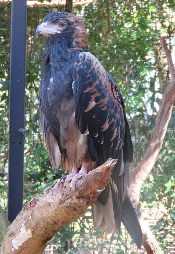 Black-Breasted Buzzard | The Animal Facts | Appearance, Diet, Habitat