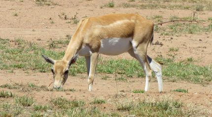 Blackbuck | The Animal Facts | Appearance, Diet, Habitat, Range, Lifespan