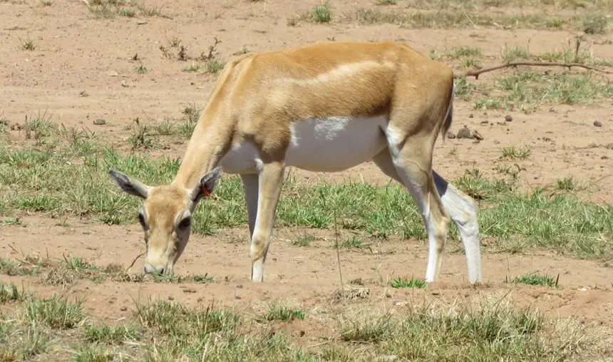 Adelaide Zoo Hand-Rearing Blackbuck Calves | The Animal Facts