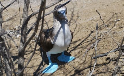 Blue-Footed Booby | The Animal Facts | Appearance, Diet, Habitat