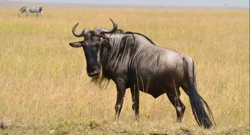 Blue Wildebeest | The Animal Facts | Appearance, Diet, Habitat, Behavior