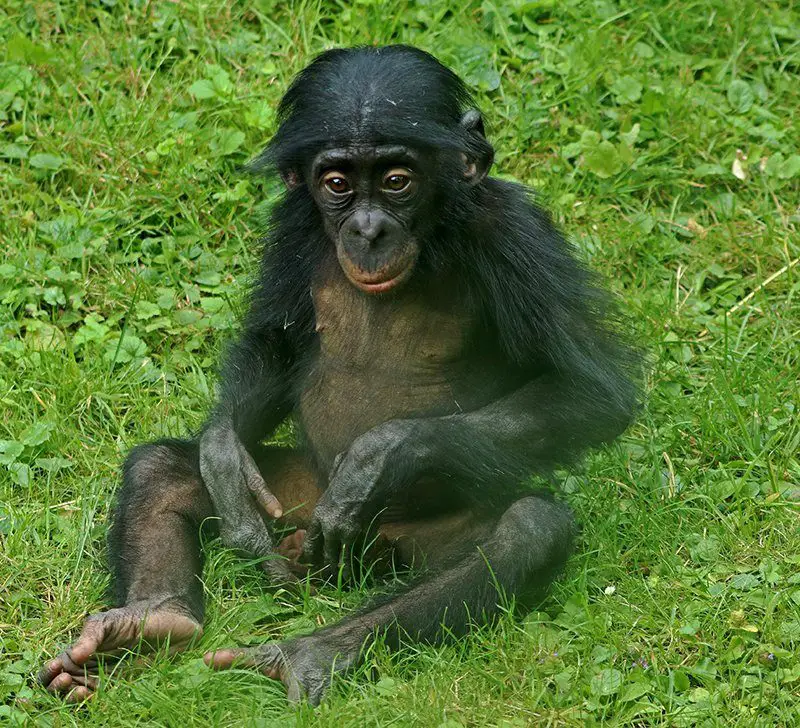 Bonobo | The Animal Facts | Appearance, Habitat, Diet, Behavior