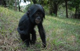 Bonobo | The Animal Facts | Appearance, Habitat, Diet, Behavior