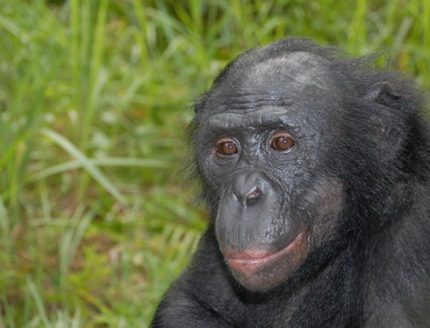 Bonobo | The Animal Facts | Appearance, Habitat, Diet, Behavior