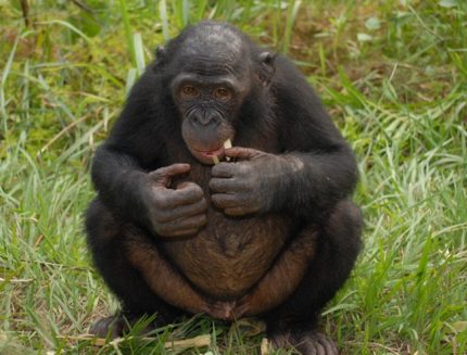 Bonobo | The Animal Facts | Appearance, Habitat, Diet, Behavior