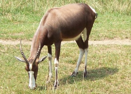 Bontebok | The Animal Facts | Appearance, Diet, Habitat, Behavior